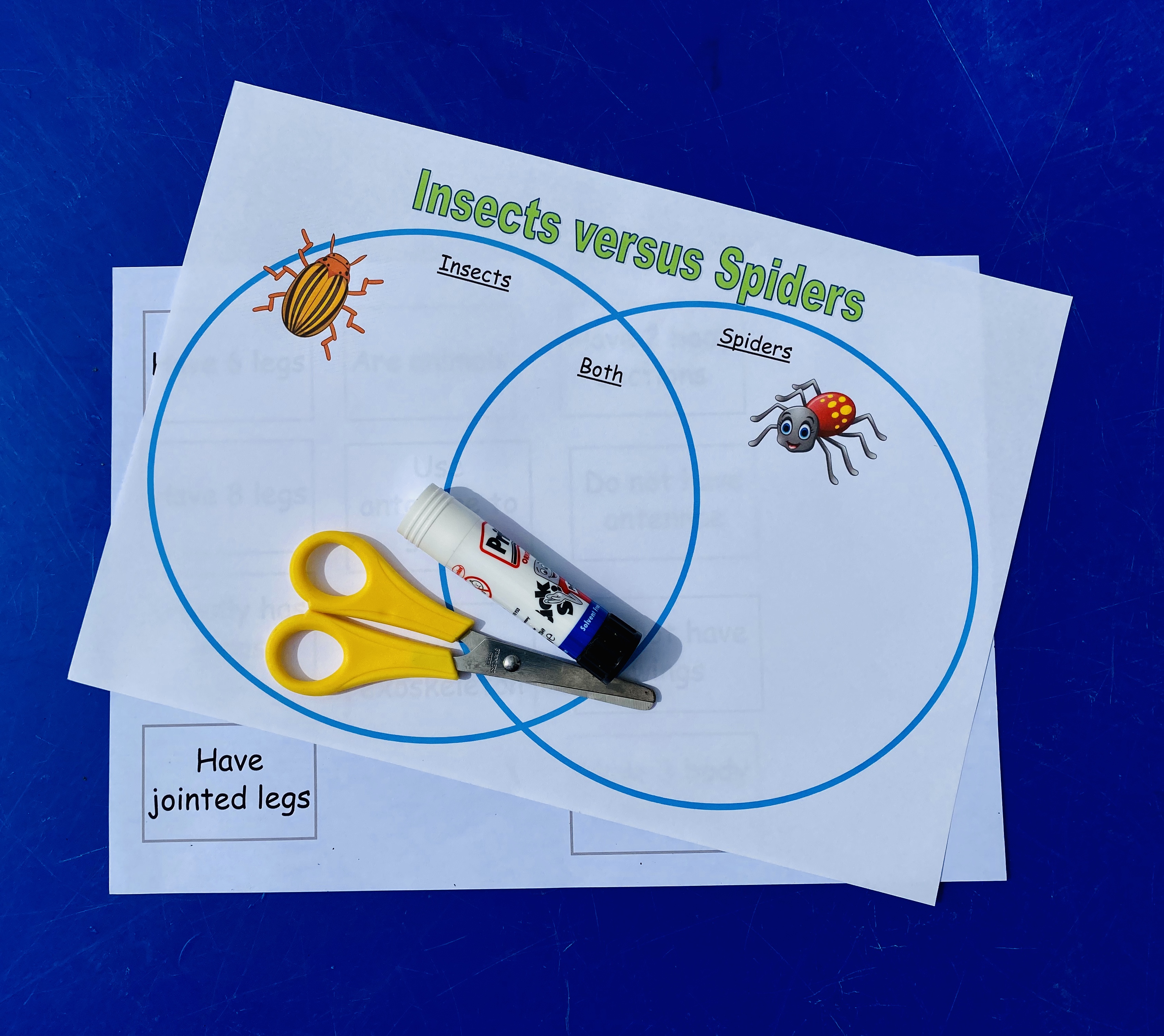 Spider versus Insect Venn Diagram – weeSTEMs