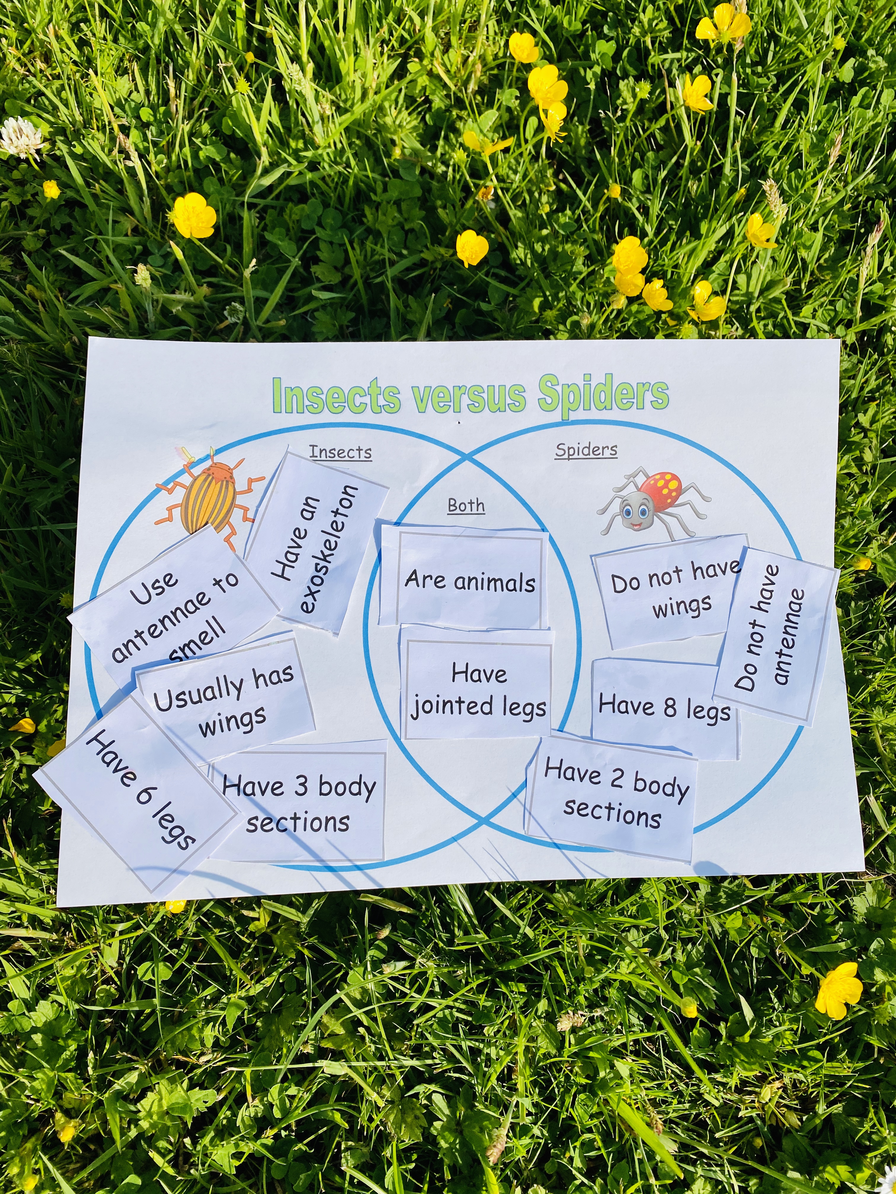 Spider versus Insect Venn Diagram – weeSTEMs